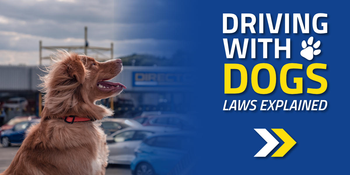 Driving with Dogs in the UK: What the Law Says - Blog